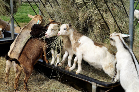 Understanding Nutrition in Sheep and Goats - Grit